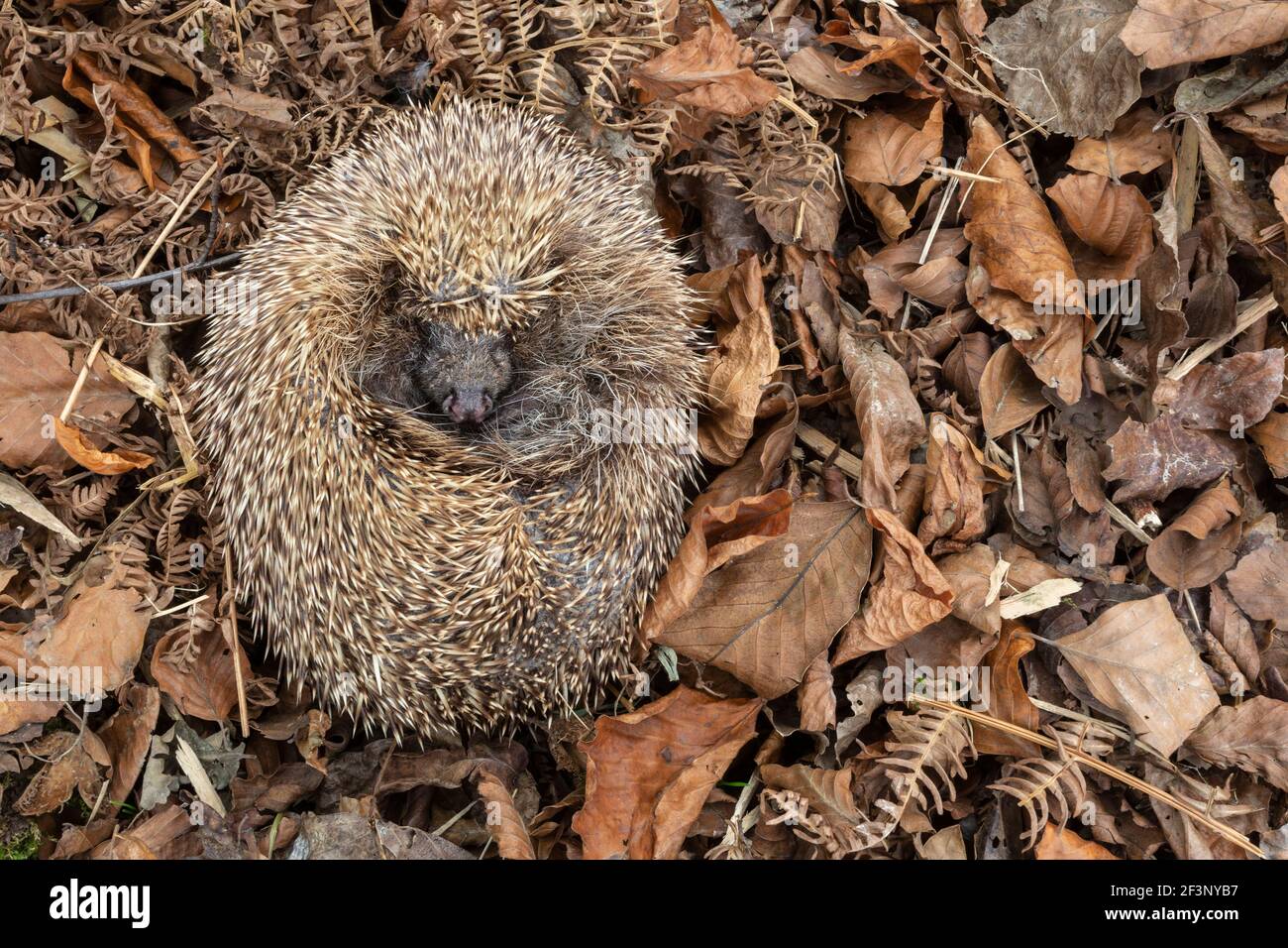 Hedgehog in leaves hi-res stock photography and images - Alamy