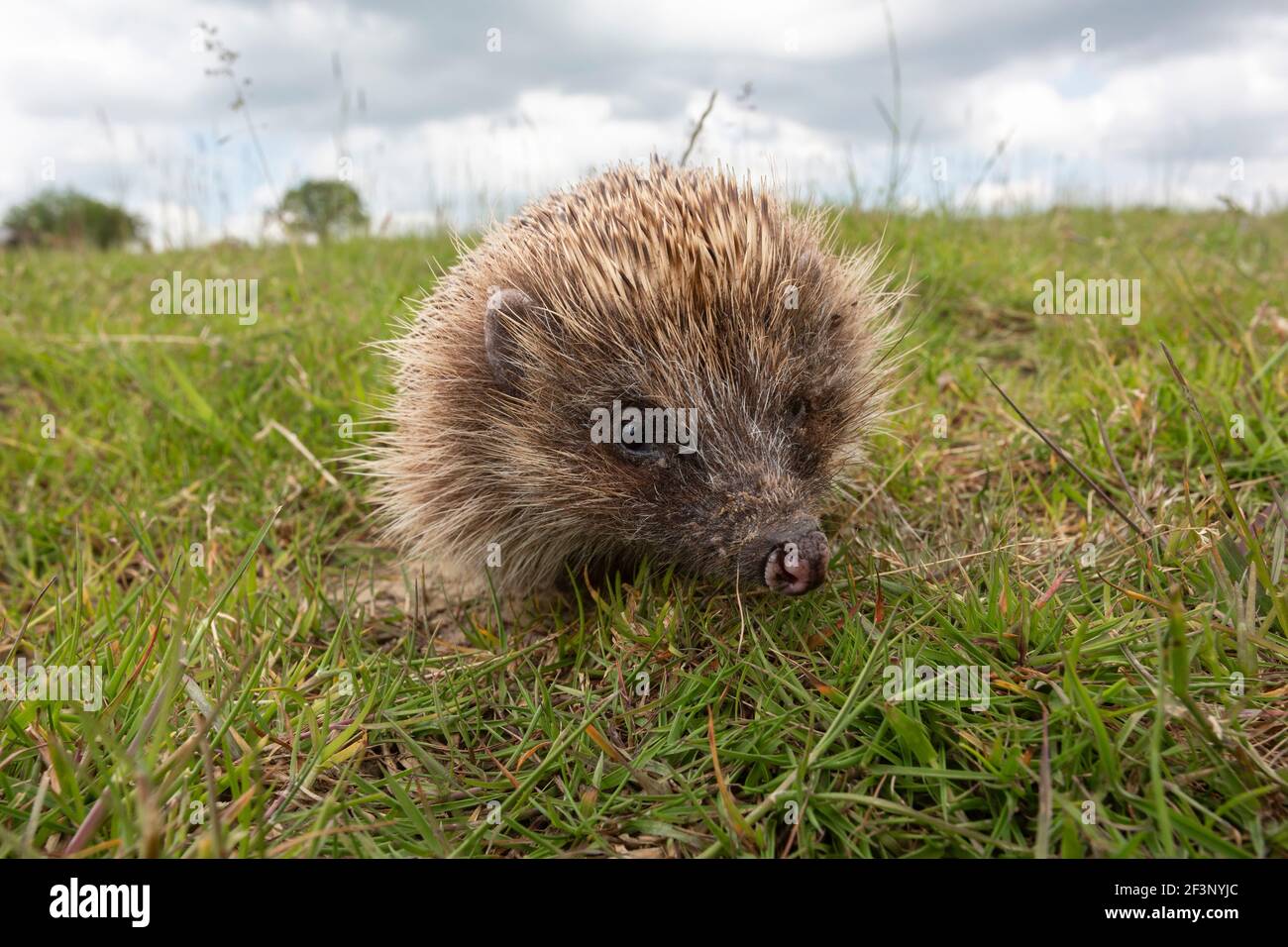 British hedgehog hi-res stock photography and images - Alamy
