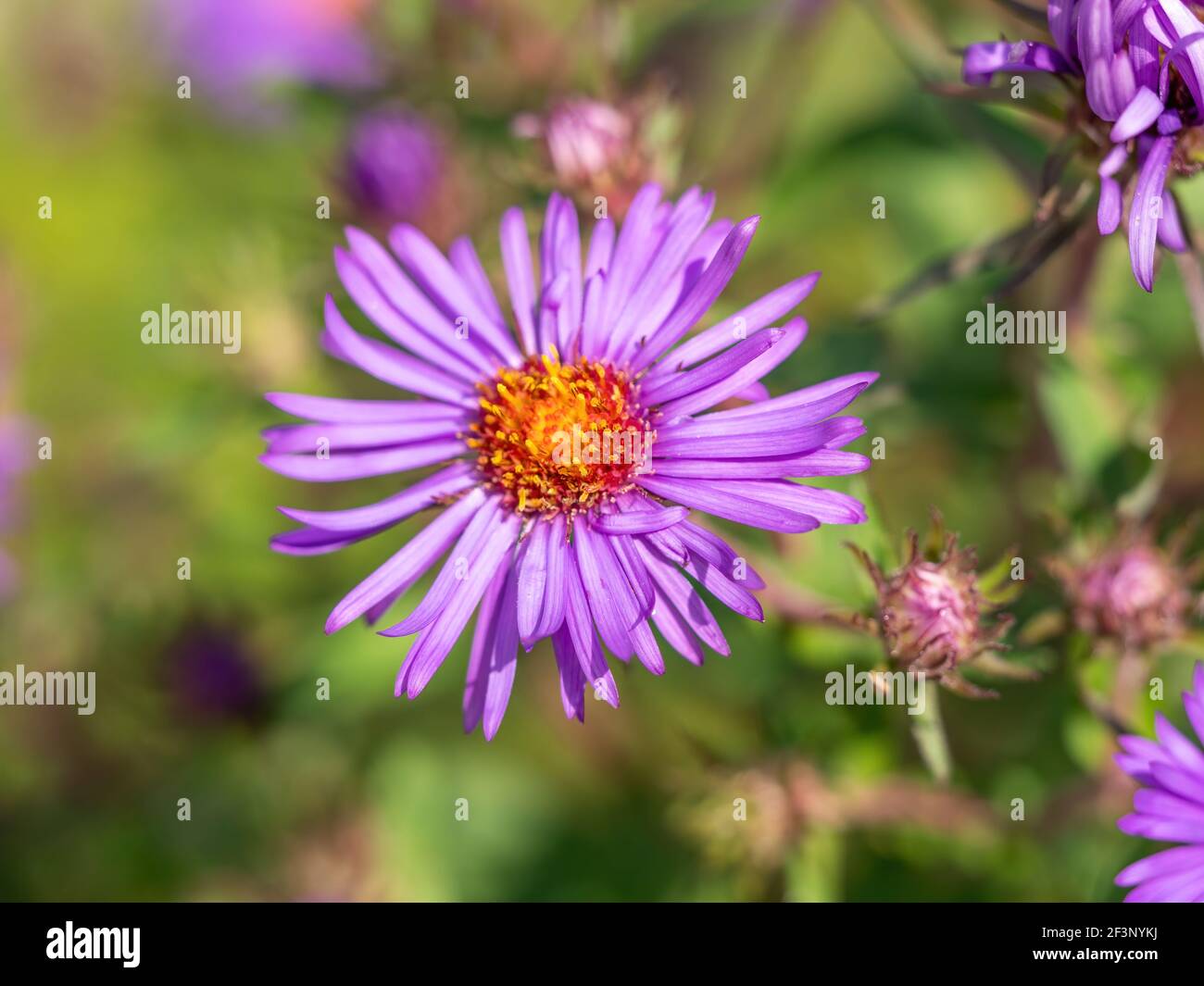 Aster Flower Photography High Resolution Stock Photography and Images ...
