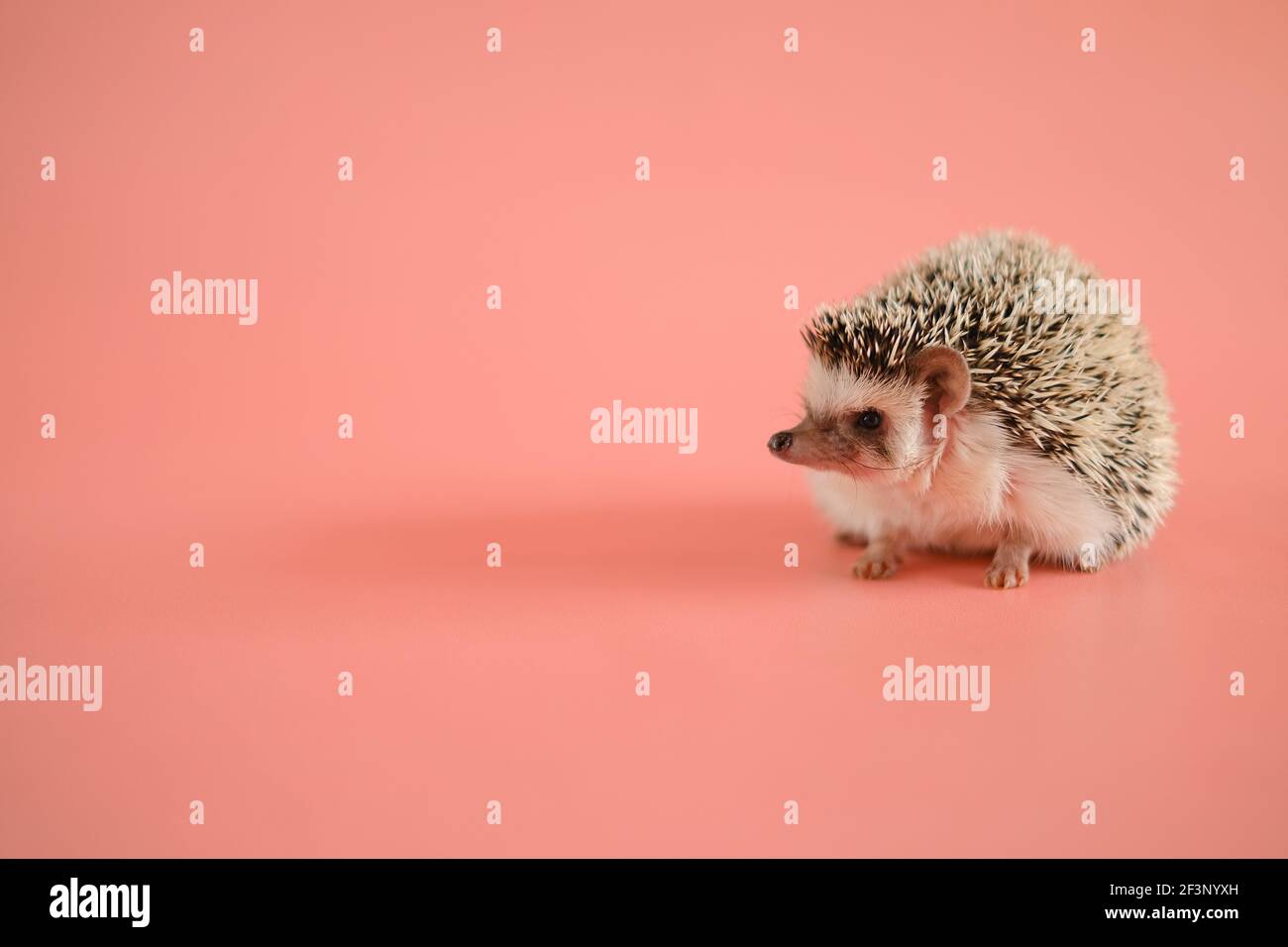 Hedgehog on a pink background. Female hedgehog. Pygmy house hedgehog ...