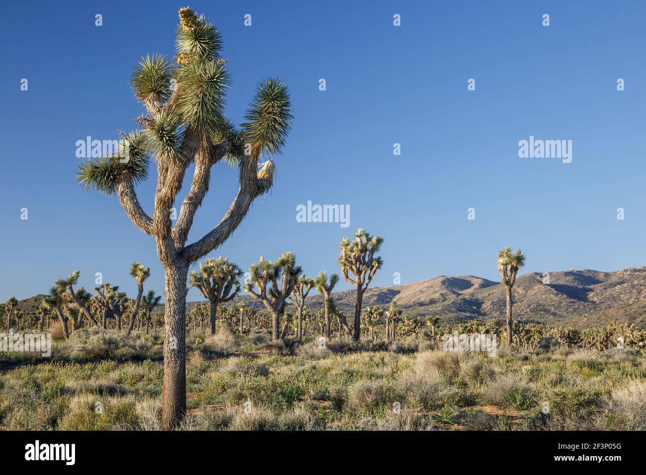 Joshua trees (Yucca brevifolia) and hills, Lost Horse Valley, Joshua ...