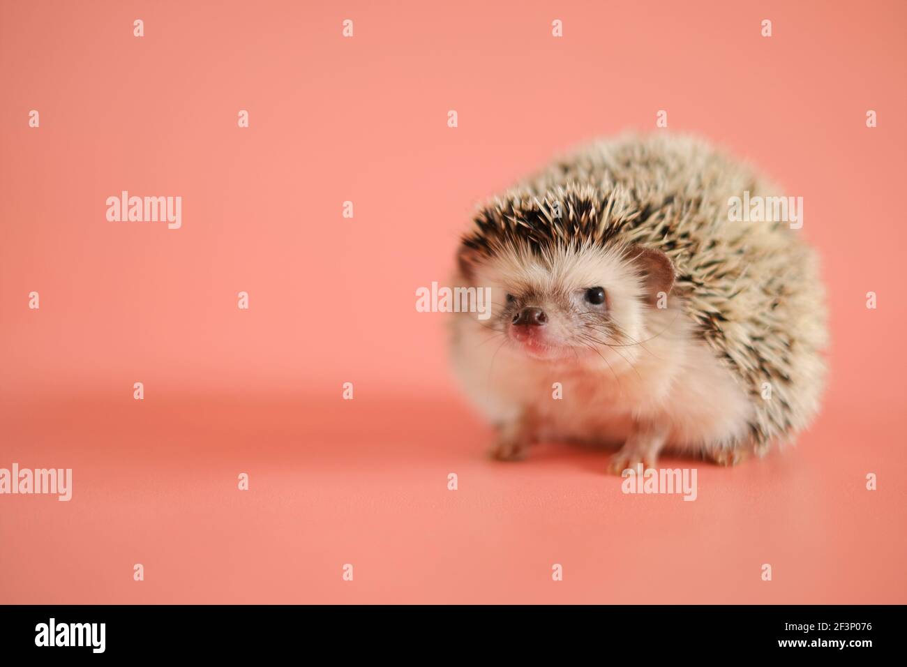 Hedgehog on a pink background. Female hedgehog. Pygmy house hedgehog ...