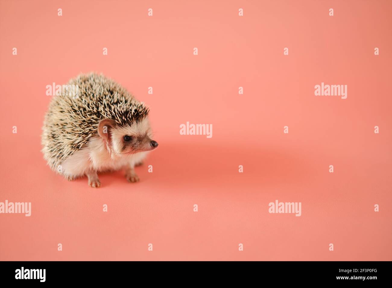 Hedgehog on a pink background. Female hedgehog. Pygmy hedgehog. African ...
