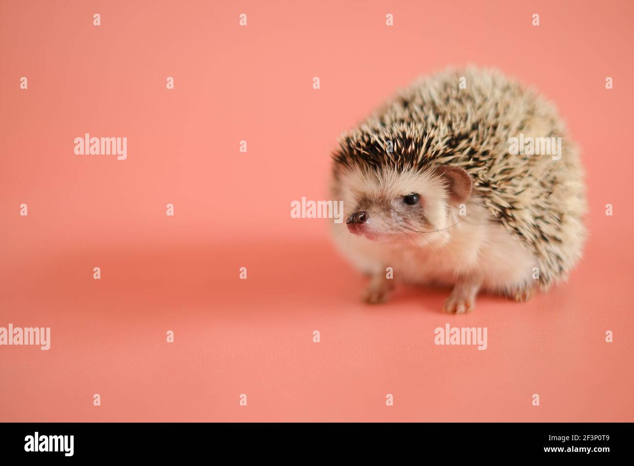 Female hedgehog hi-res stock photography and images - Alamy