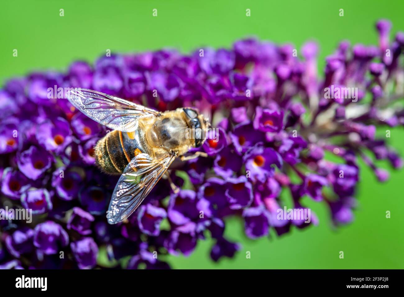 honey bee collecting pollen on a purple buddleja flower in blur ...