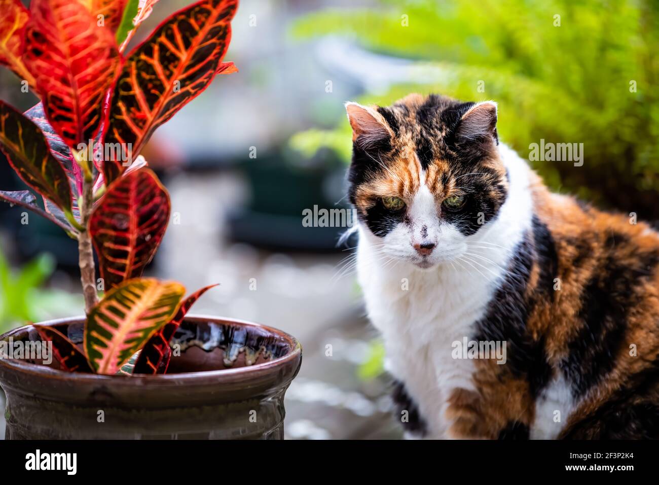 Garden Croton Plant High Resolution Stock Photography and Images - Alamy