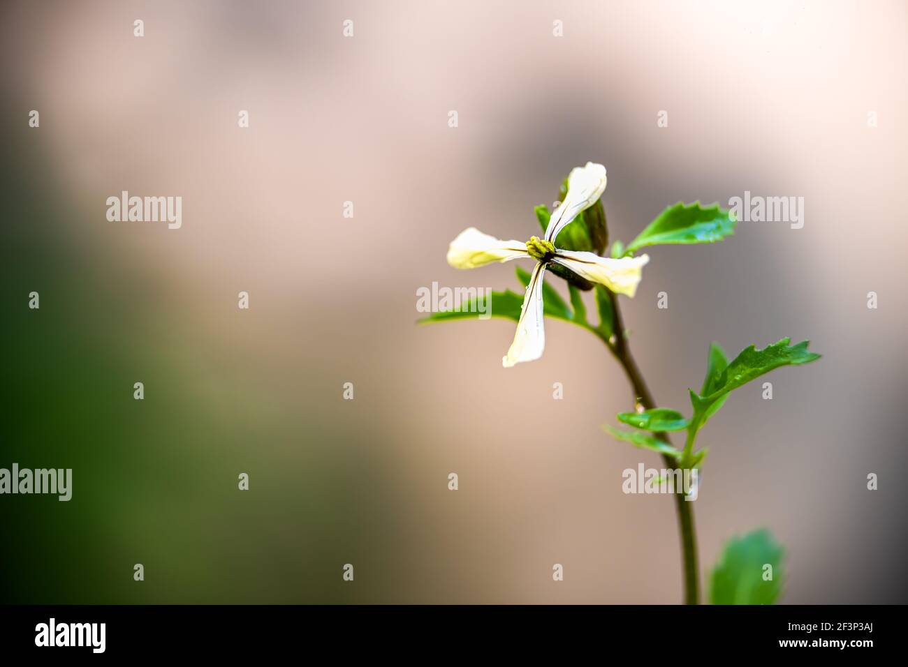 Macro closeup of one bolted pink white radish flower flowering plant in ...
