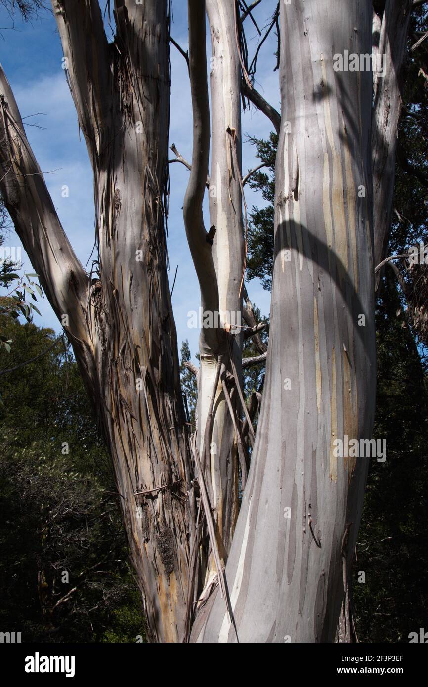 Eucalyptus trees on Shadow Lake Trail in Tasmania Stock Photo - Alamy