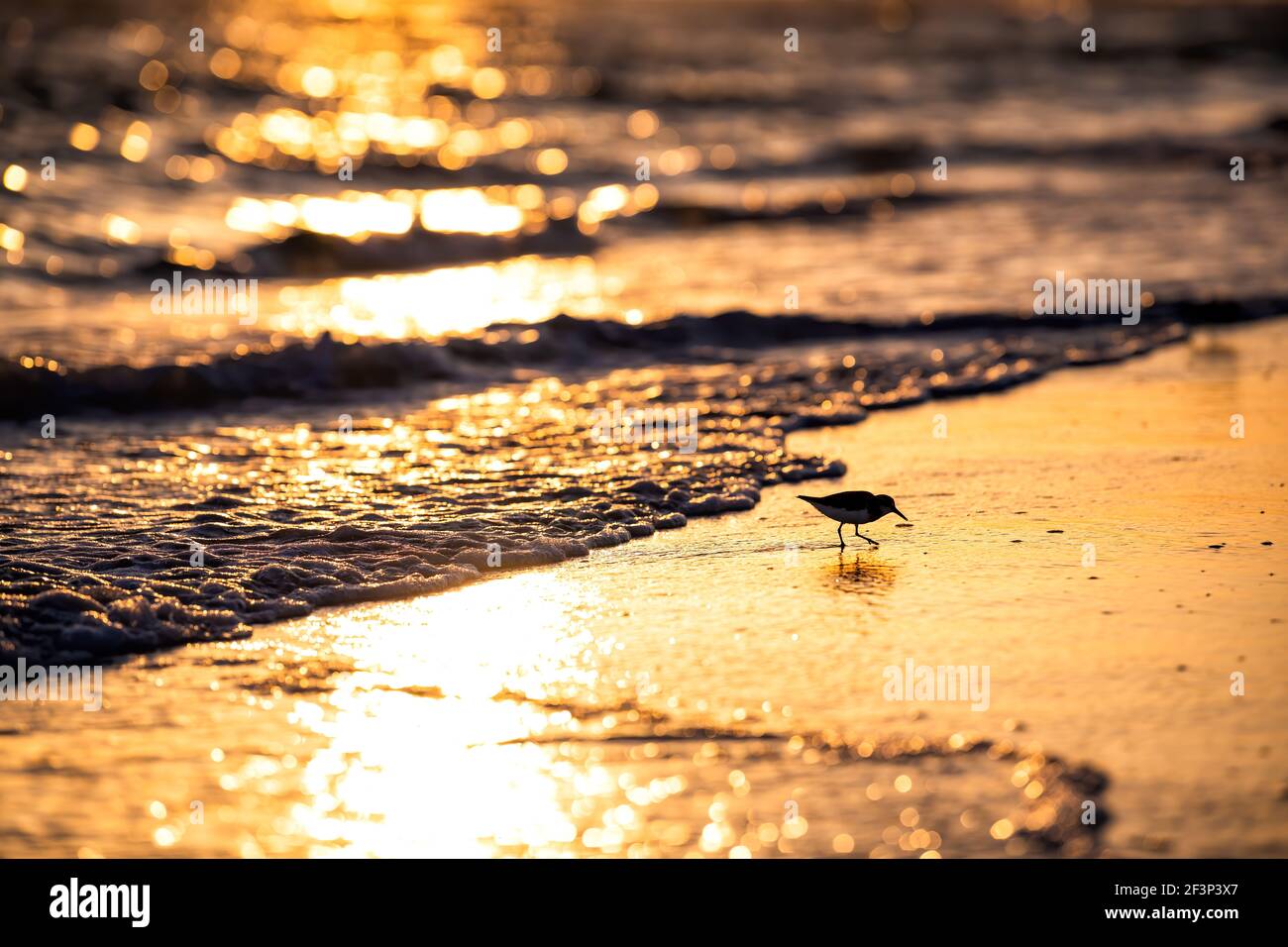 One sanderling shorebird bird wading looking for food in Siesta Key ...