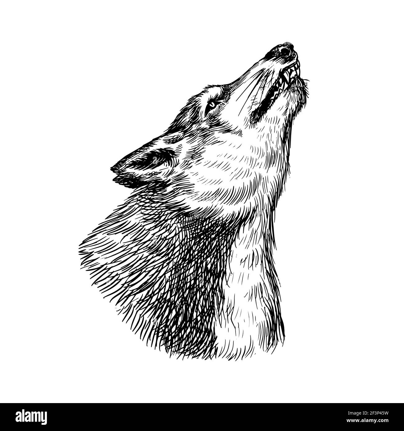 Gray wolf. Gray wolf. A predatory beast. Wild forest animal. Vector ...
