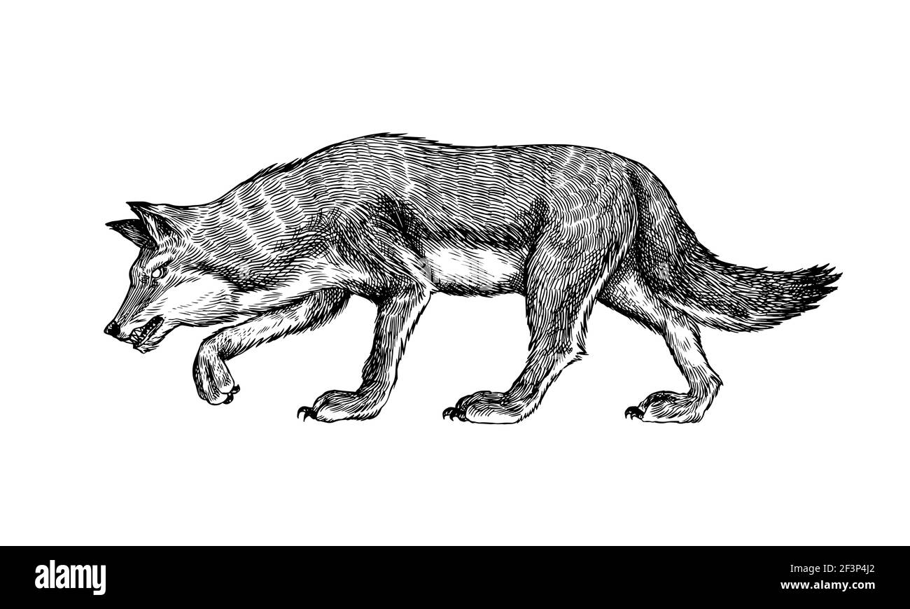 Gray Wolf Running Drawing
