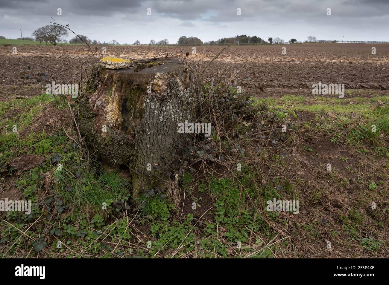 A large felled Oak tree with just its trunk left in the ground Stock ...
