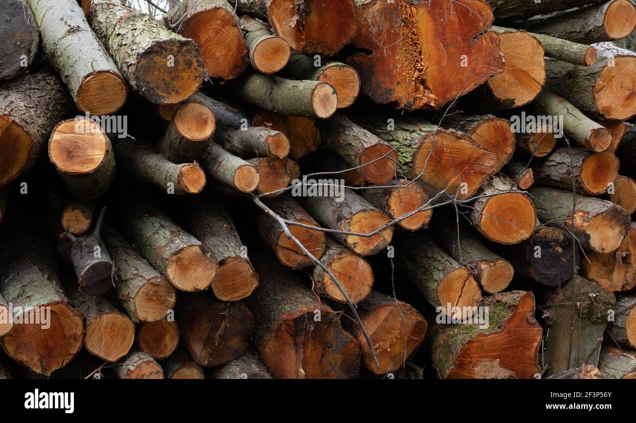 A large pile of sawn tree logs stacked up in a forest in Norfolk Stock ...