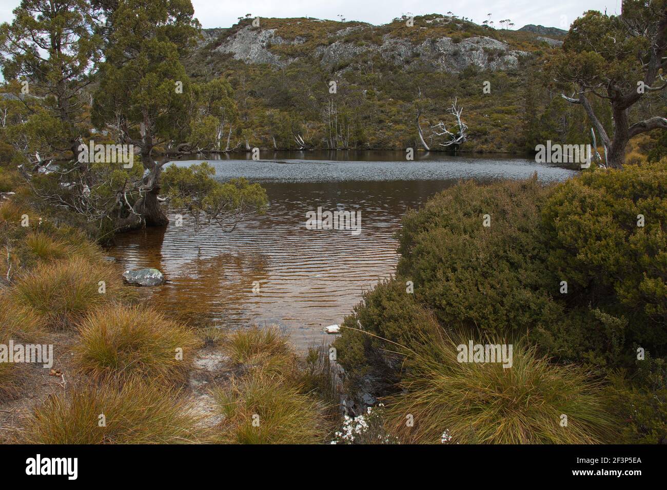 Wombat pool in Cradle Mountain National Park in Tasmania Stock Photo ...