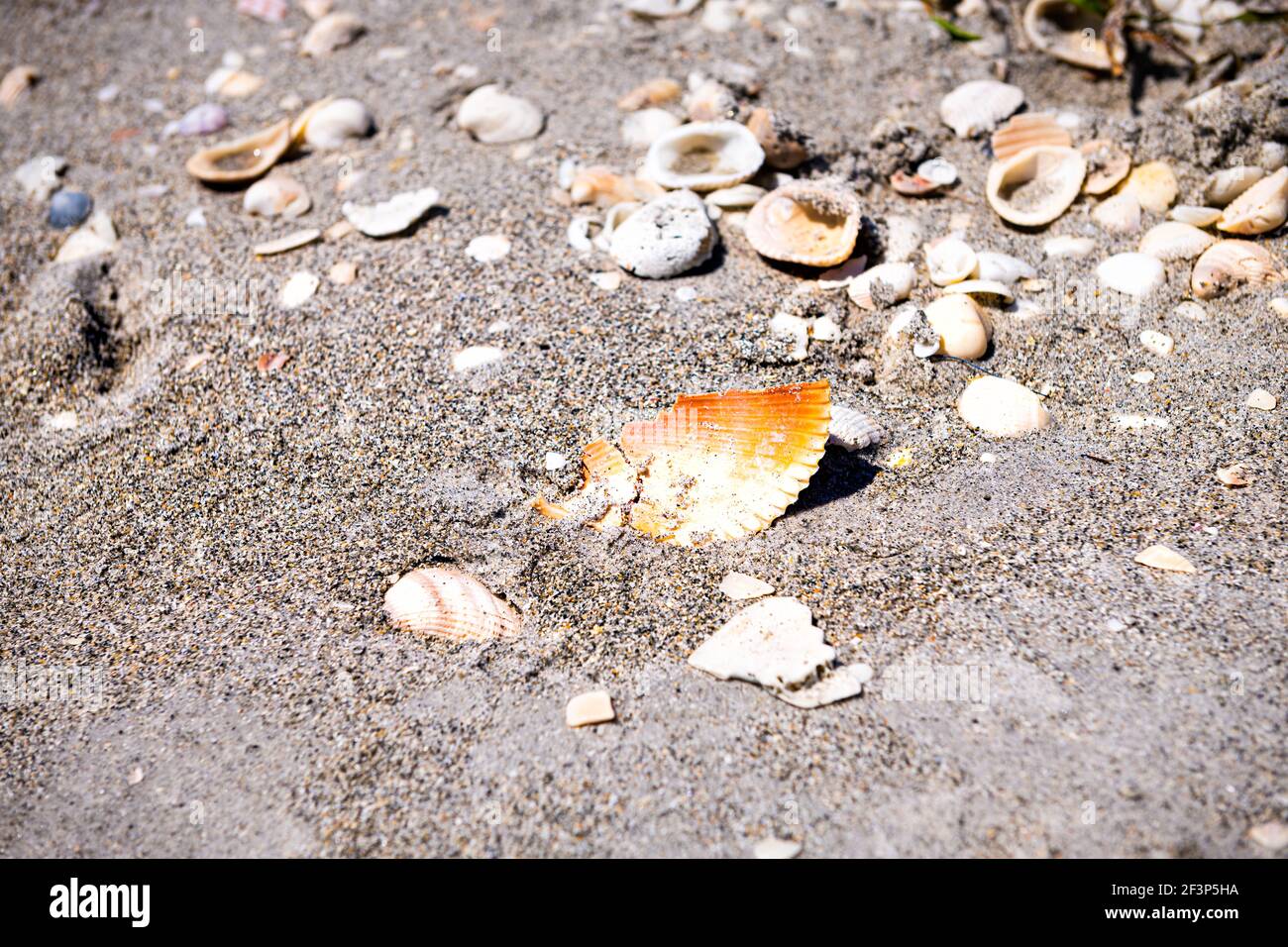 Sanibel island florida and shells hi-res stock photography and images ...