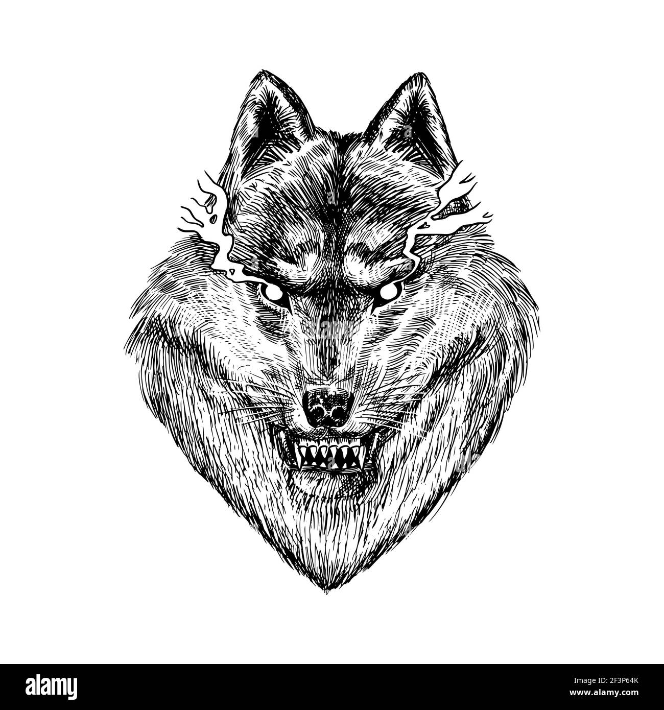 Gray wolf. Gray wolf. A predatory beast. Wild forest animal. Vector ...