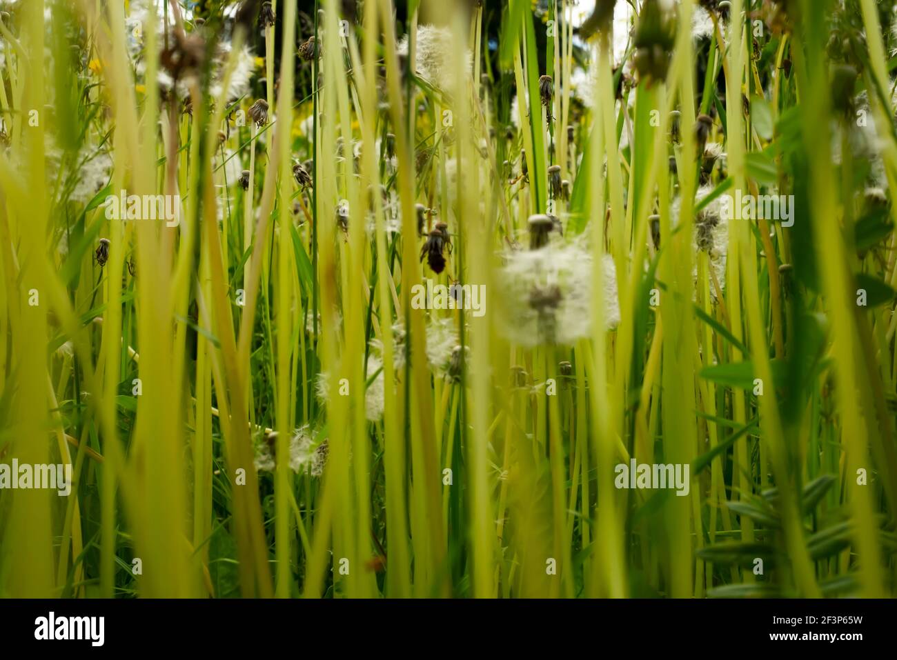Natural green background. Dandelion stalks Stock Photo - Alamy
