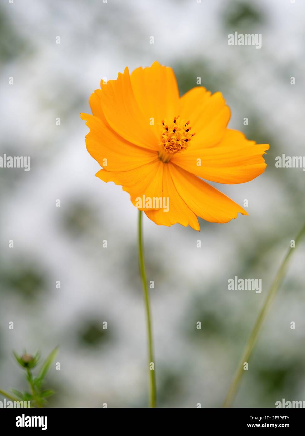 Sulfur cosmos hi-res stock photography and images - Alamy