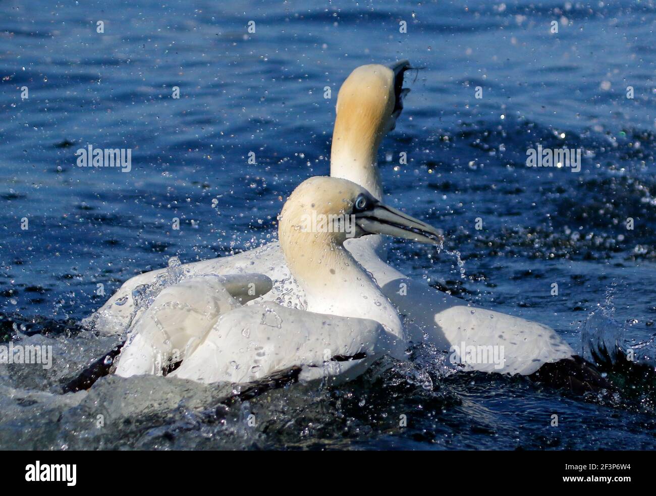 Northern gannets diving for fish Stock Photo - Alamy