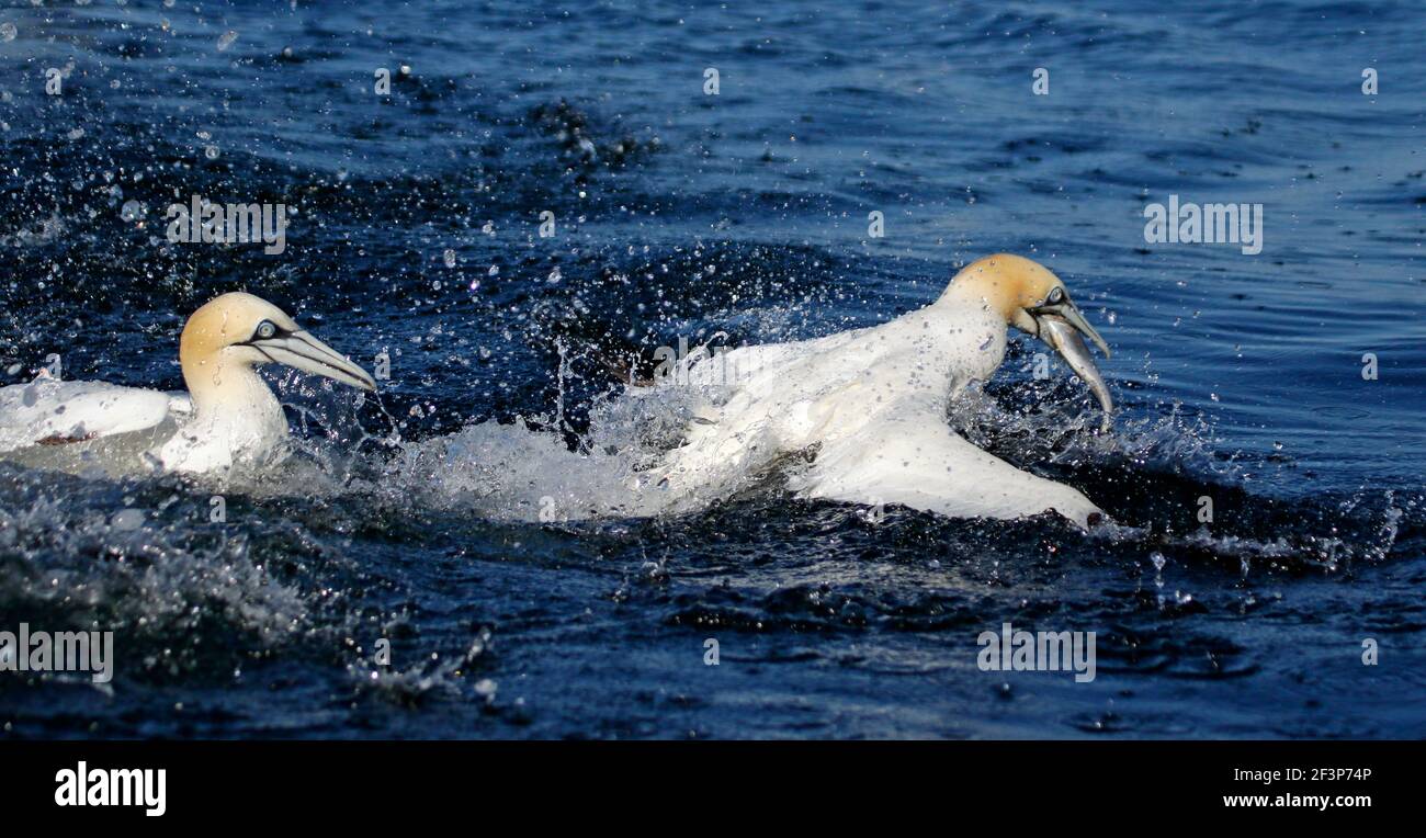 Northern gannets diving for fish Stock Photo - Alamy