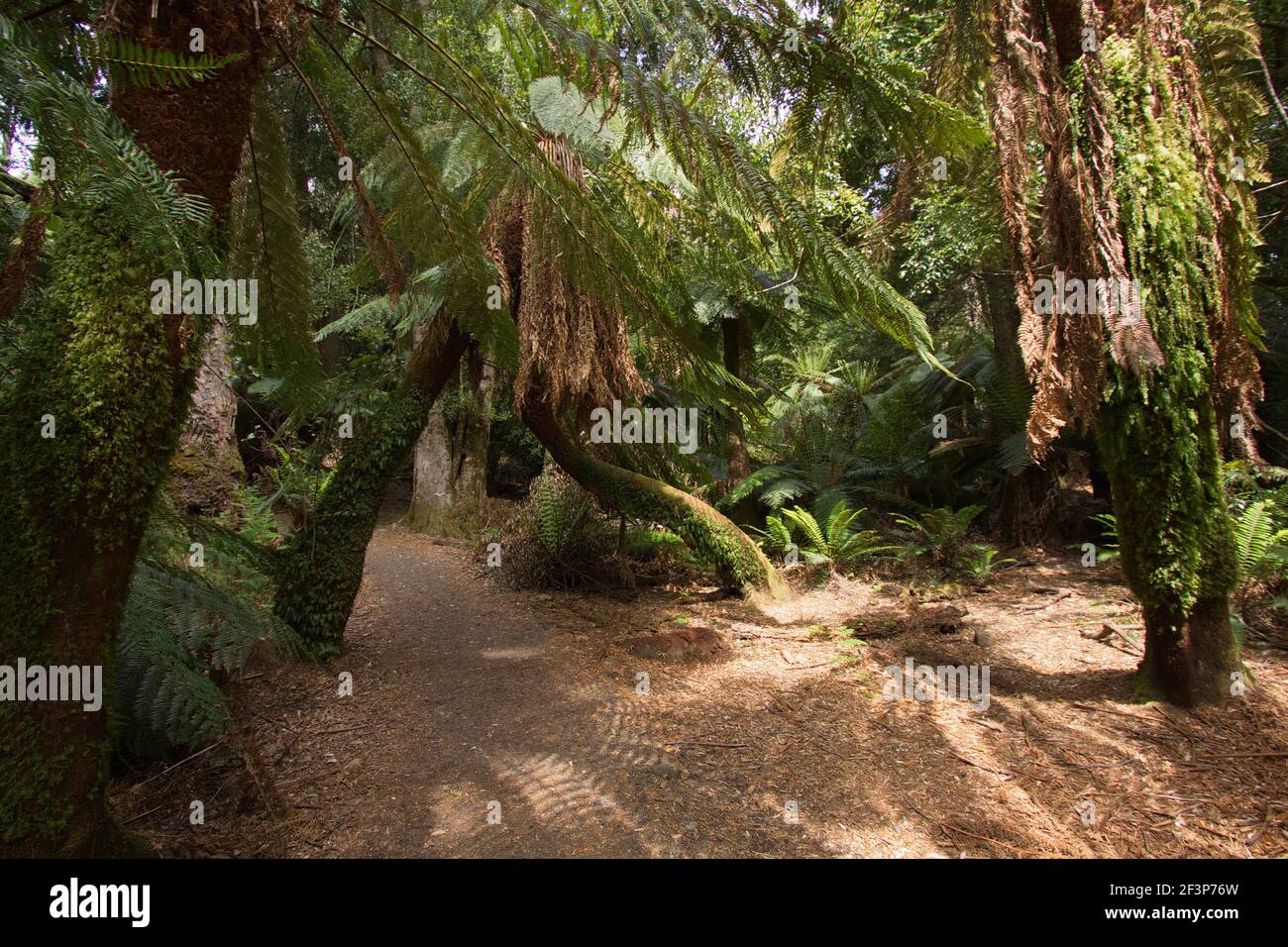 Liffey falls state reserve tasmania hi-res stock photography and images ...