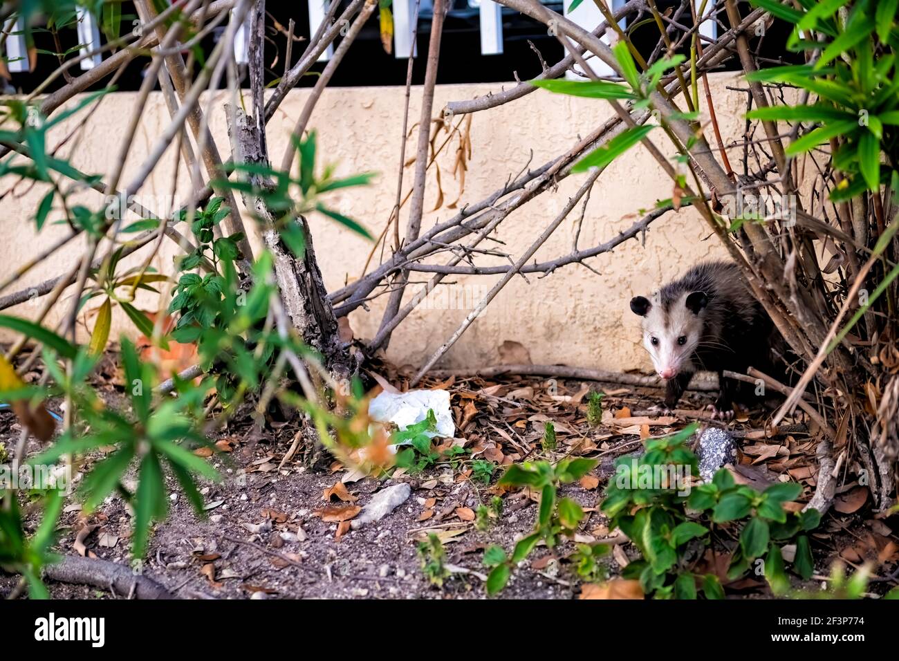 Sunny Isles Beach street sidewalk with one cute opossum rodent wild ...