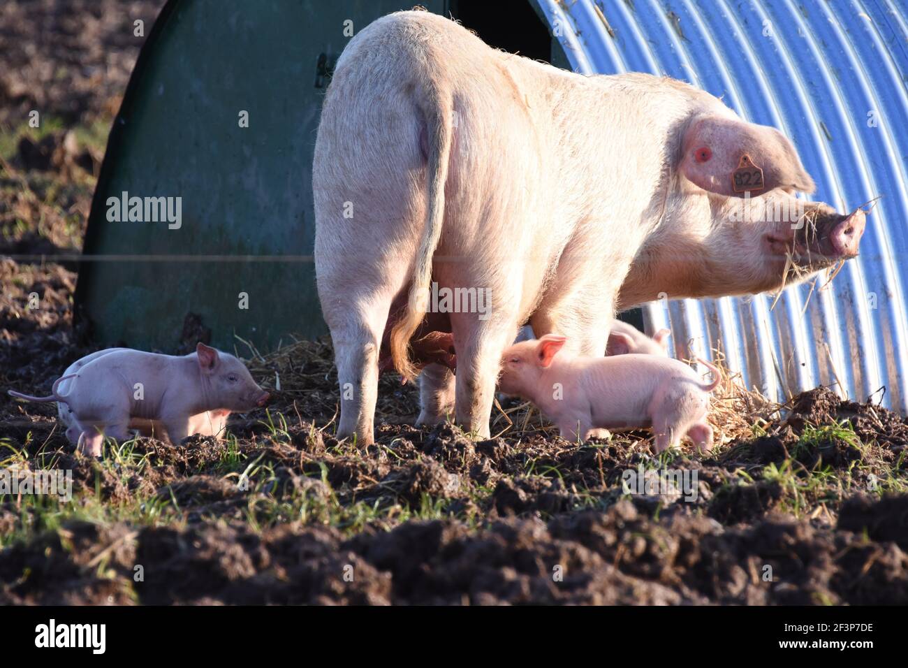 Outdoor Pigs, Thornhill, Dumries Stock Photo - Alamy