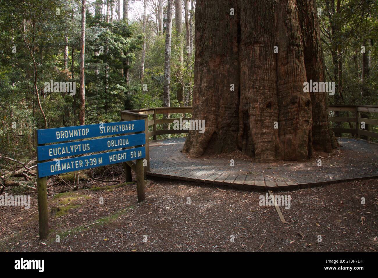 Liffey falls state reserve tasmania hi-res stock photography and images ...