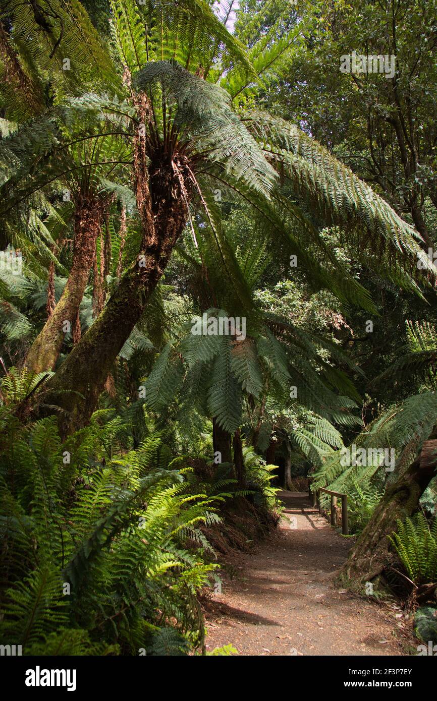 Liffey falls state reserve tasmania hi-res stock photography and images ...