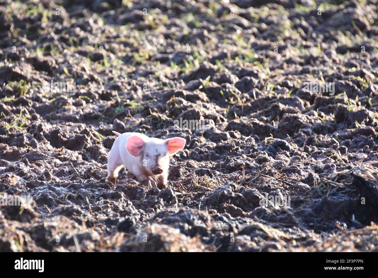 Outdoor Pigs, Thornhill, Dumries Stock Photo - Alamy