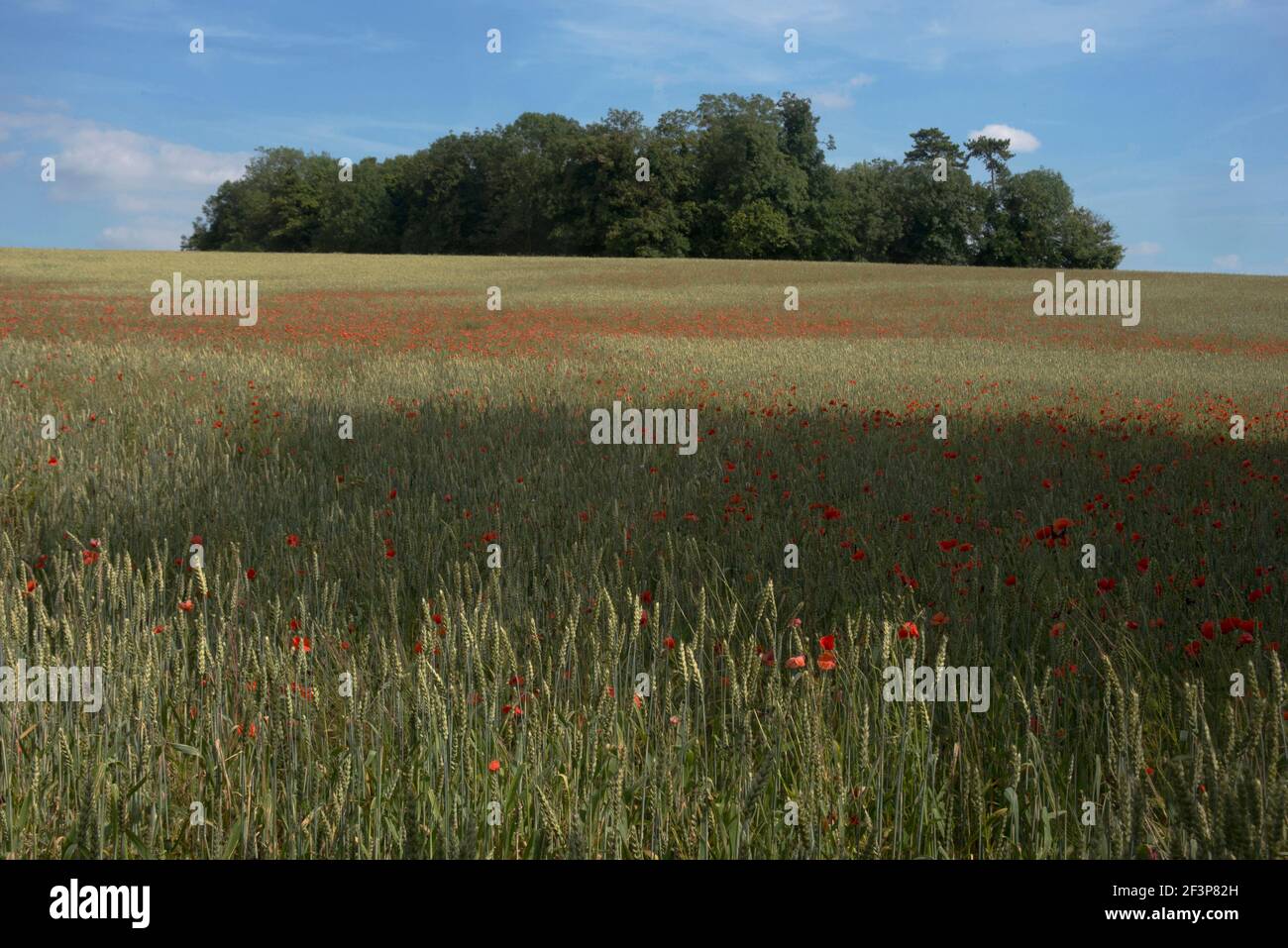 Poppy field near Otford, Kent, England Stock Photo - Alamy