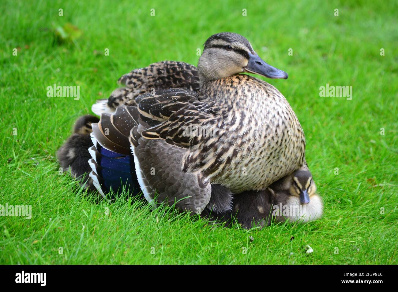 Duck protecting ducklings hi-res stock photography and images - Alamy