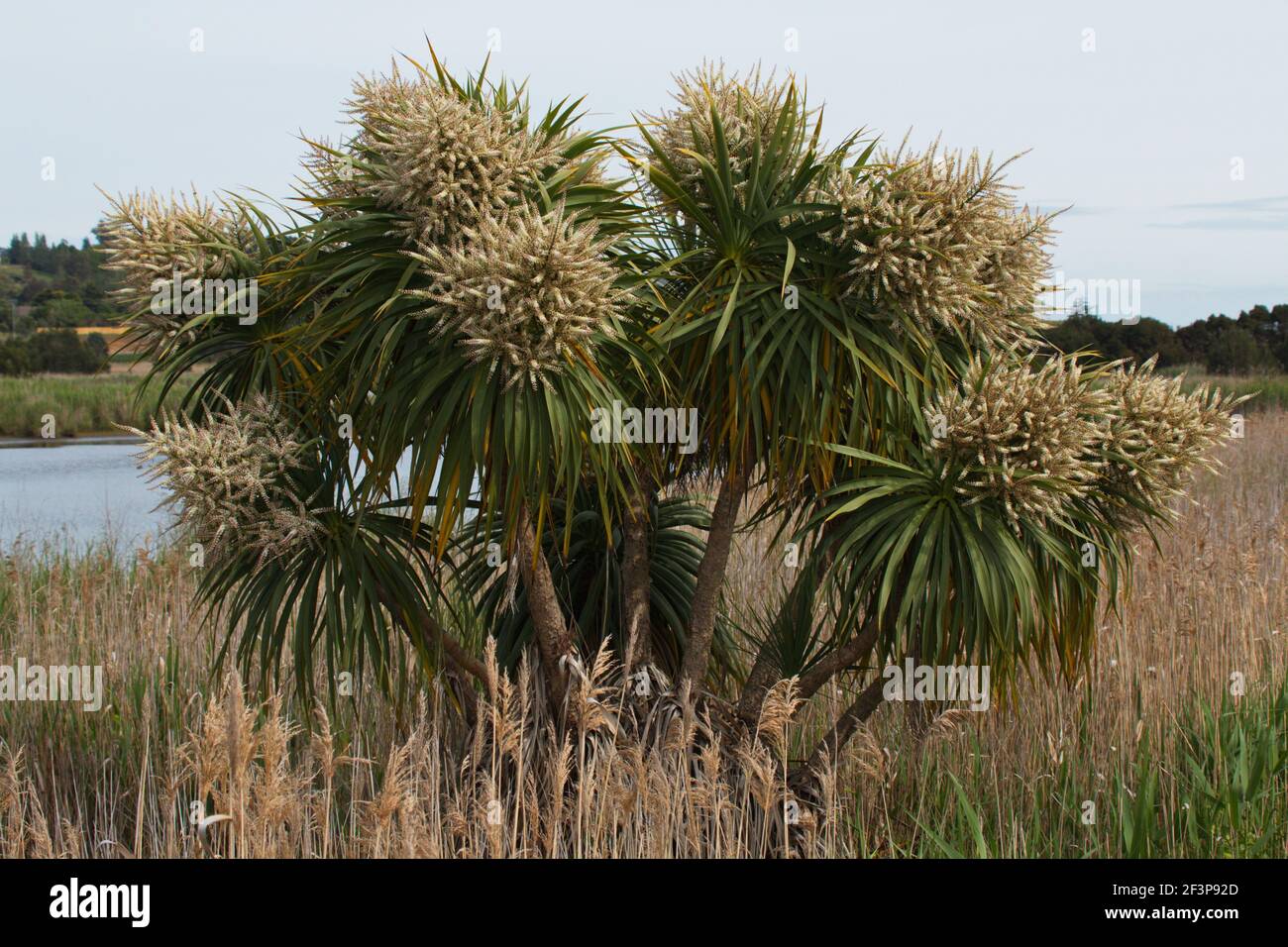 Tamar island hi-res stock photography and images - Alamy