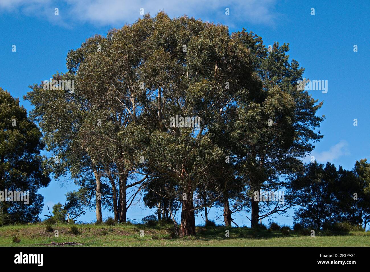 Giant eucalyptus tree in Tasmania Stock Photo - Alamy