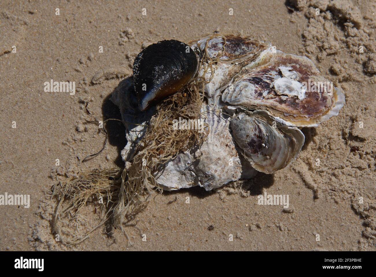 Shells on Hazards Beach in Freycinet National Park in Tasmania Stock ...