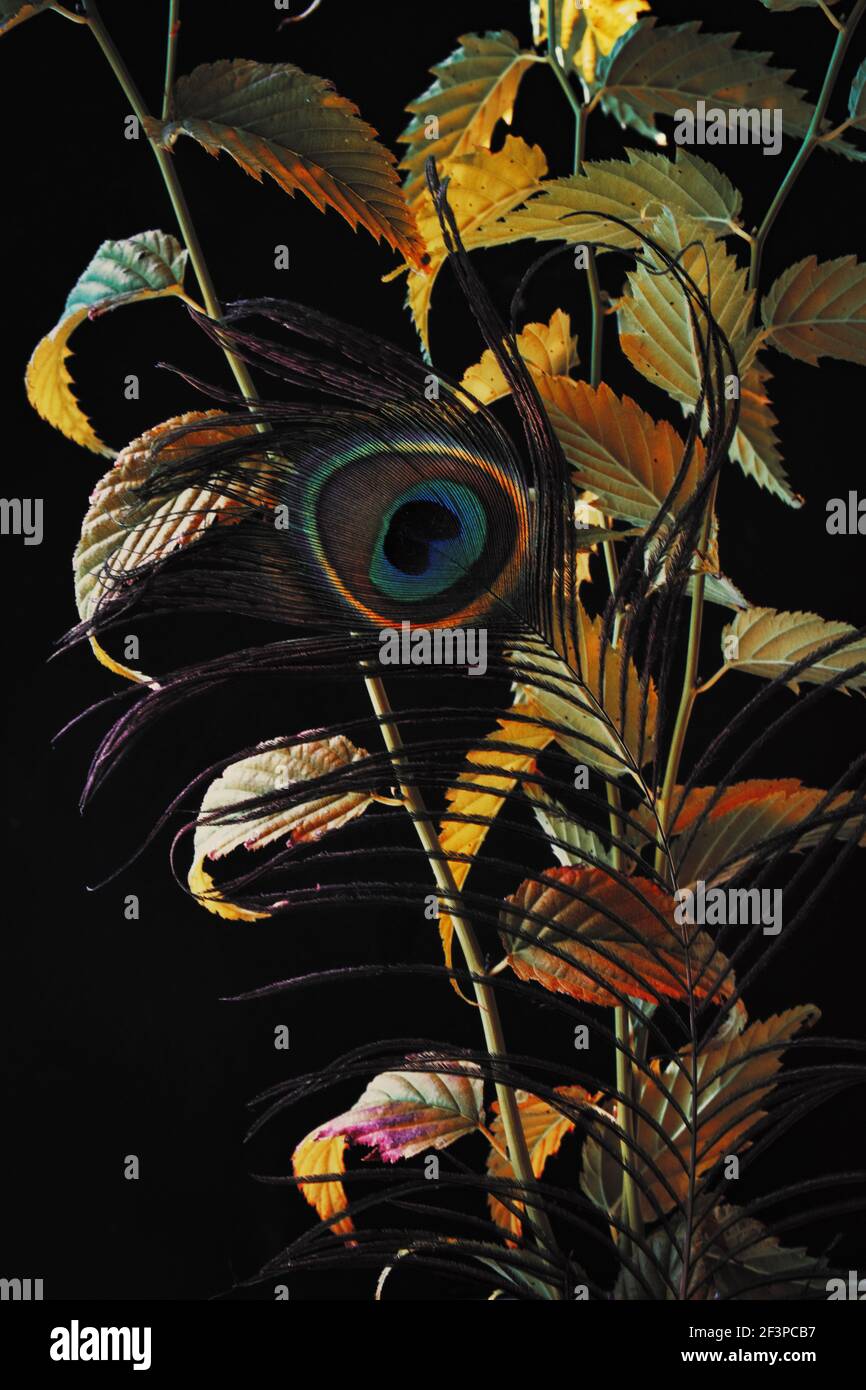 Still life, artistic photo of a feather Stock Photo - Alamy