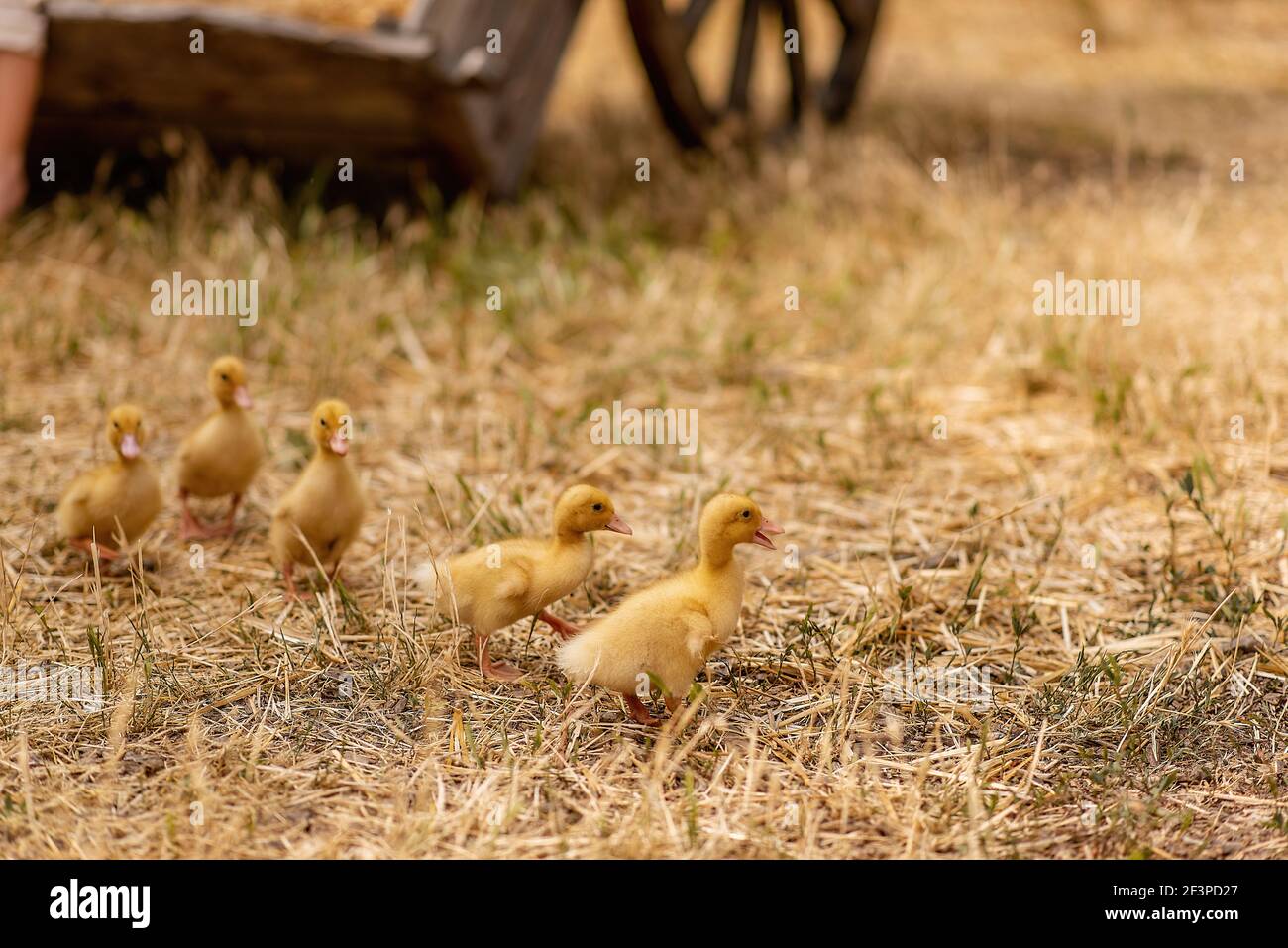Little yellow ducklings run hi-res stock photography and images - Alamy
