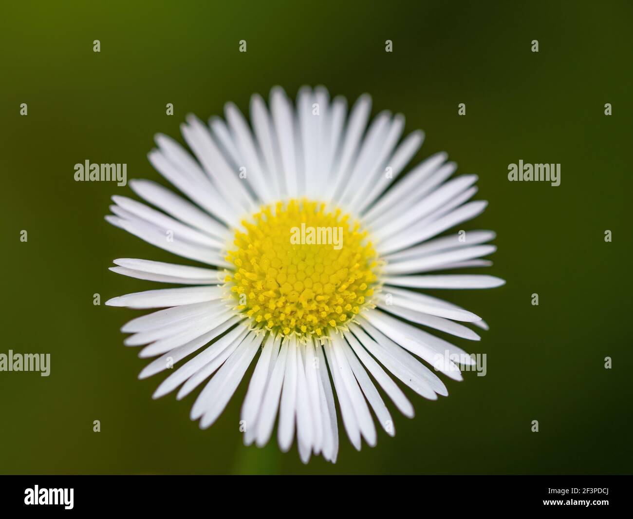 Fleabane daisy hi-res stock photography and images - Alamy