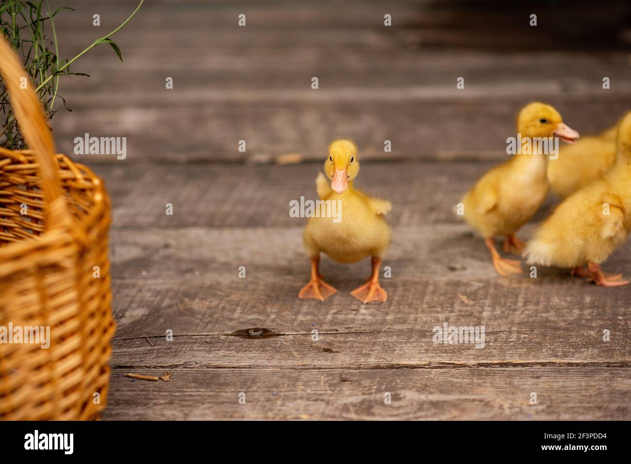 Domestic duck ducklings meadow hi-res stock photography and images - Alamy