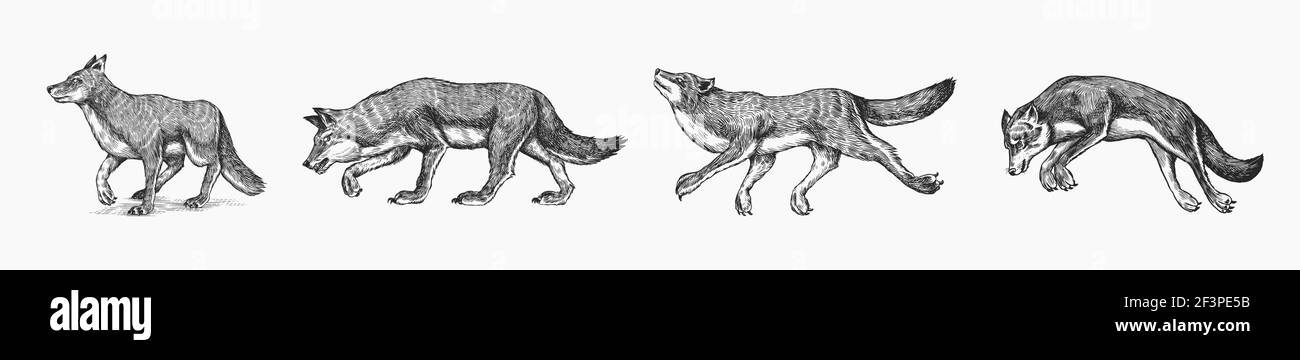 Gray wolf set. Gray wolf. A predatory beast. Wild forest animal. Vector ...