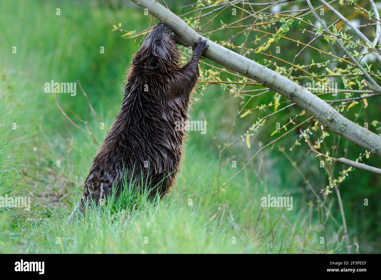 Beaver eating tree hi-res stock photography and images - Alamy