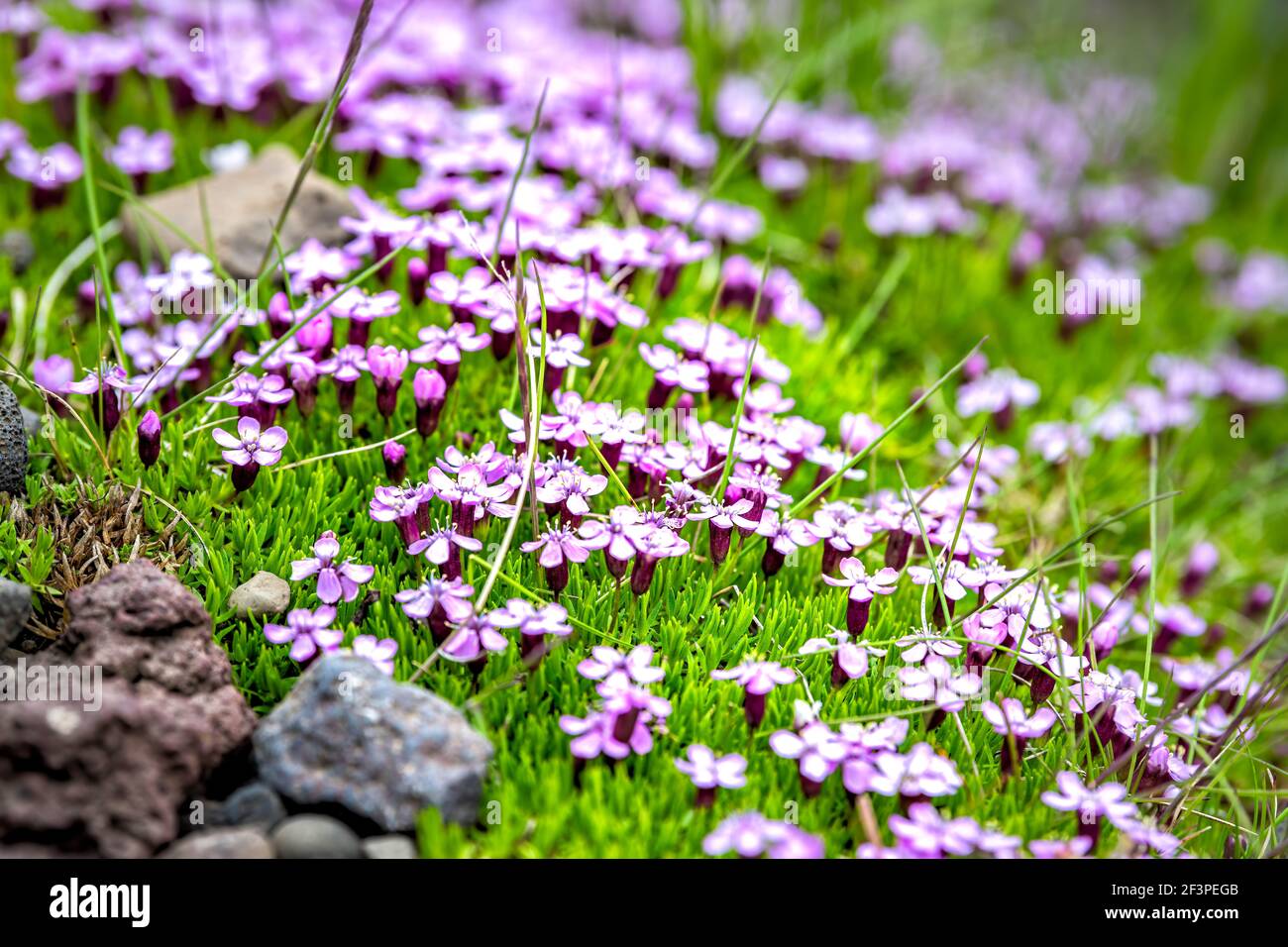 Moss campion silene acaulis blooming hi-res stock photography and ...