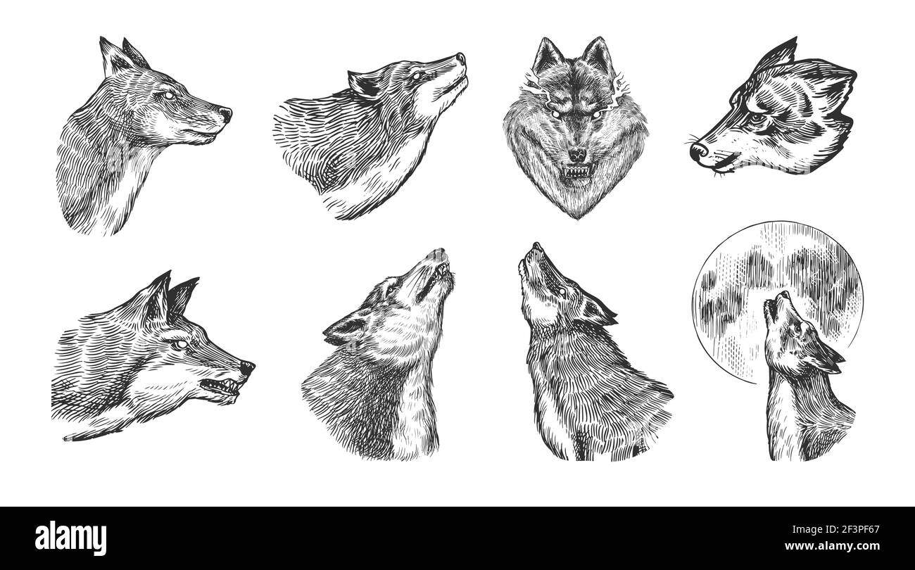 Gray wolf set. Gray wolf. A predatory beast. Wild forest animal. Vector ...