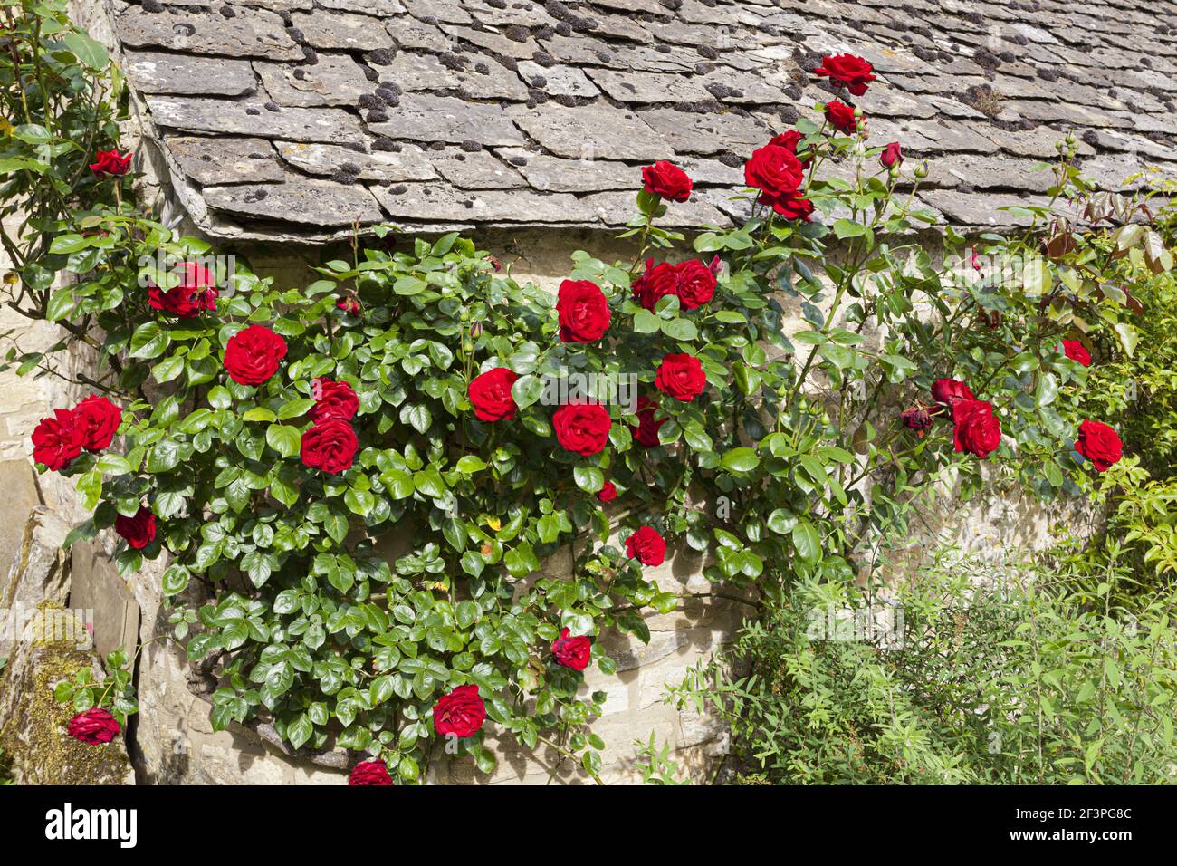 English village red flowers hi-res stock photography and images - Alamy