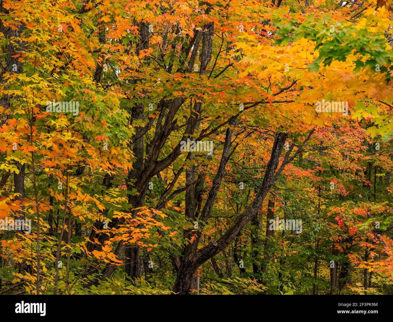 Autumn coloured foliage on the trees in Algonquin Provincial Park ...