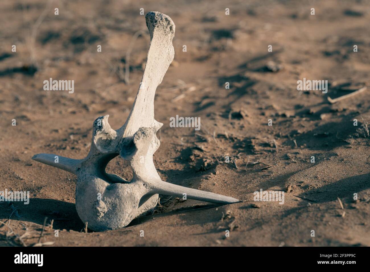 Camel bone hi-res stock photography and images - Alamy