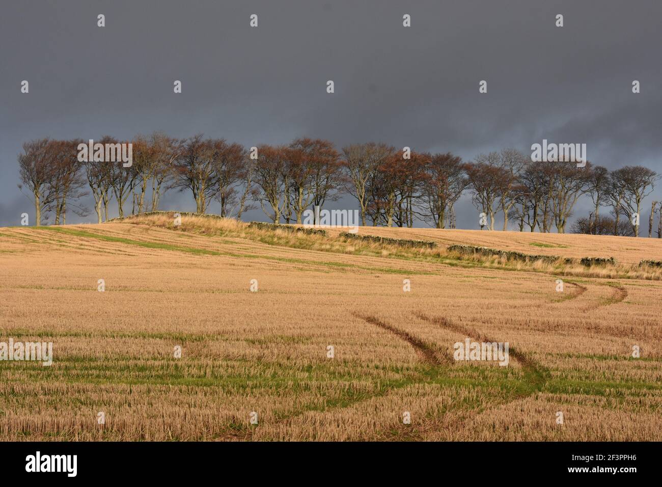 Stubble field, East Lothian, Scotland Stock Photo - Alamy