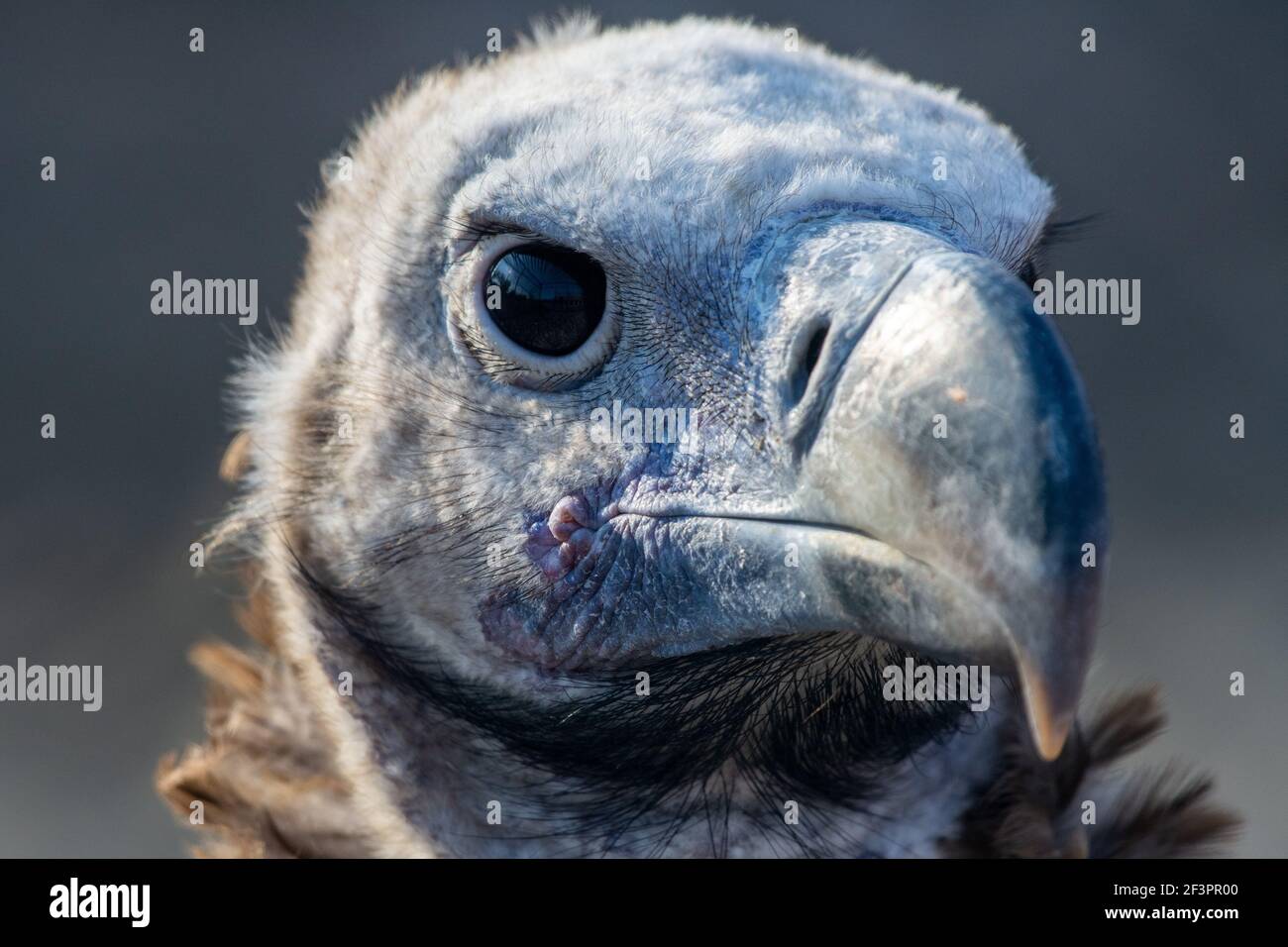 Predatory bird scavenger scavengers scavenging hi-res stock photography ...