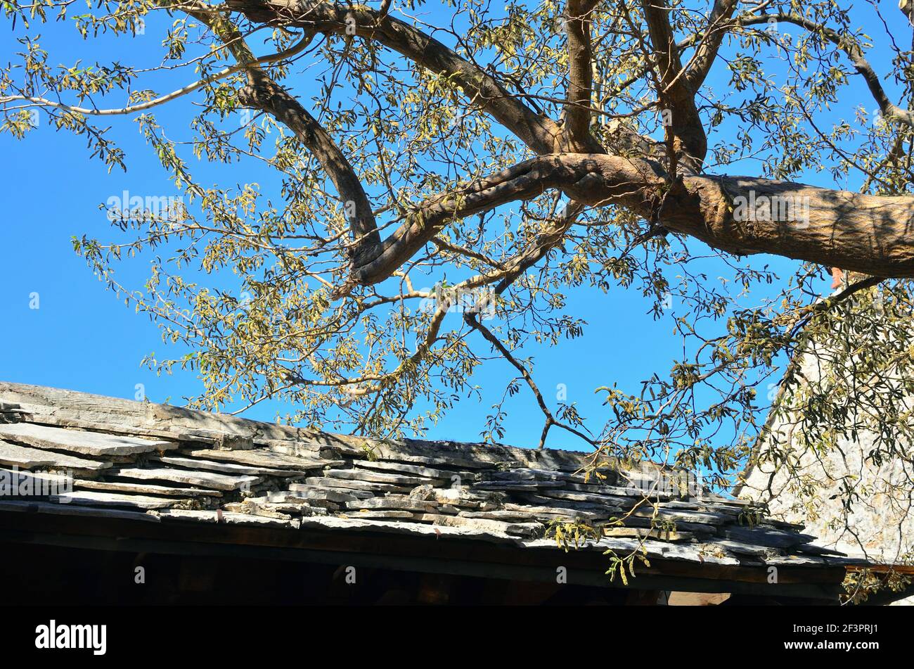Rustic Stone Slate Roof and Crooked Tree Branch Stock Photo - Alamy