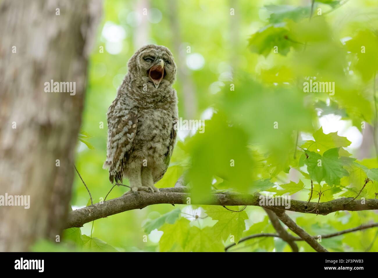 Baby Barred Owl Singing for its Supper Stock Photo - Alamy